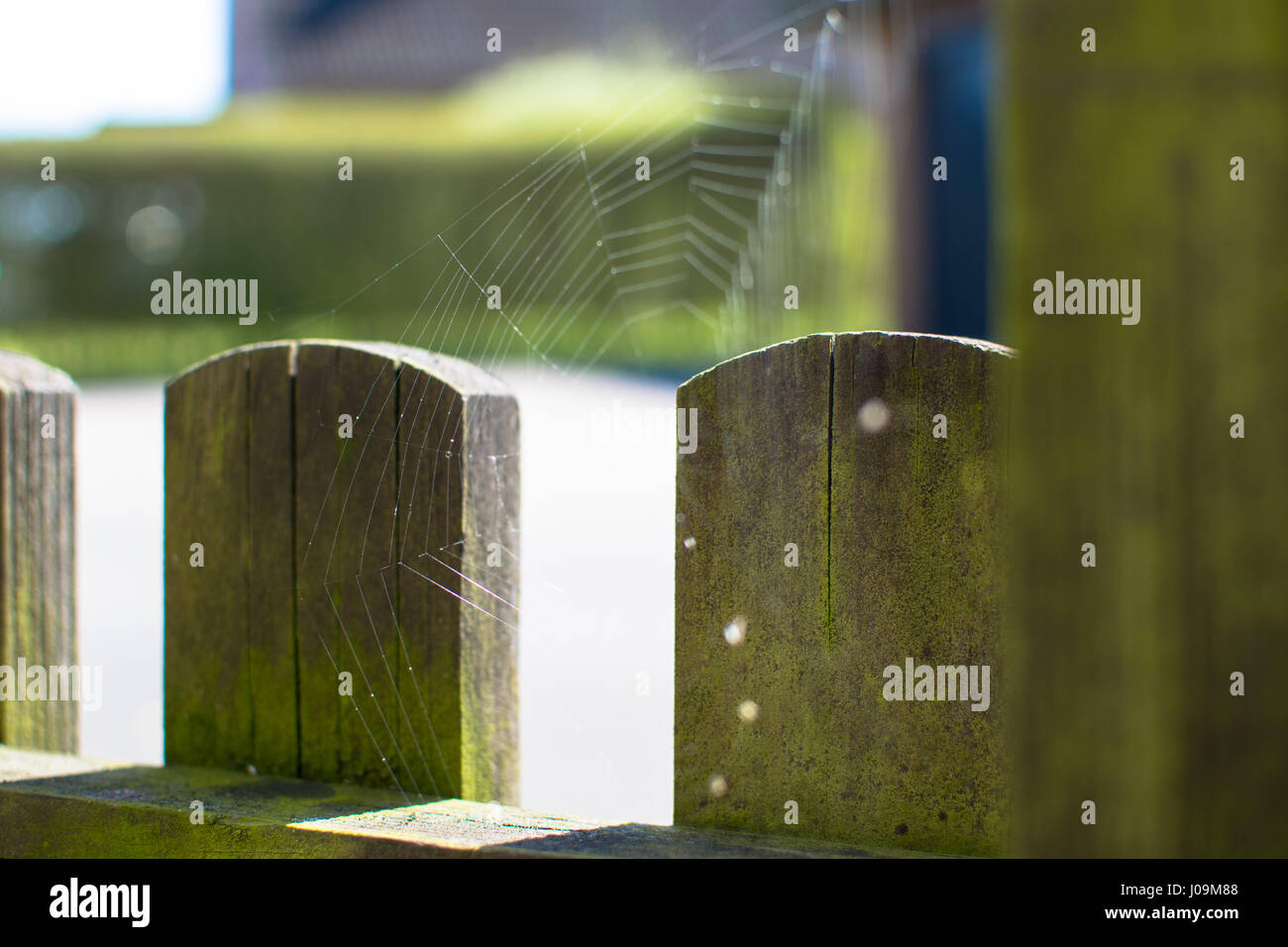 Black wood spider hi-res stock photography and images - Alamy