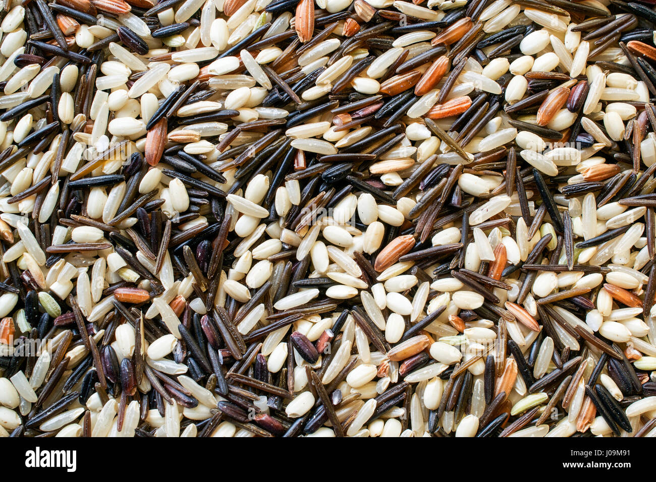 Unsorted natural wild Rice blend that needs to be picked for ...