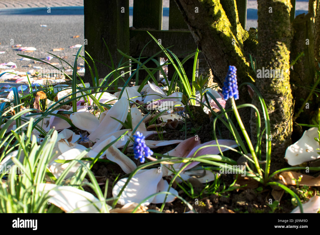 spring season flowers in europe Germany vivd colors Stock Photo - Alamy