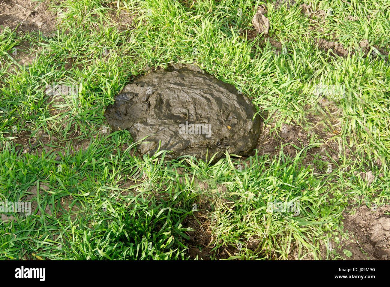 Cow Muck High Resolution Stock Photography and Images - Alamy