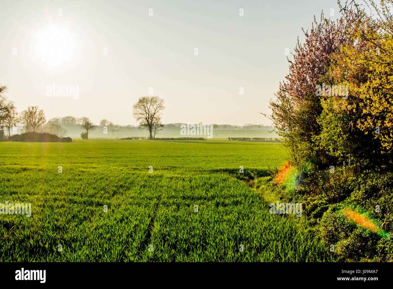 big long green field at sunset with beautiful view Stock Photo - Alamy