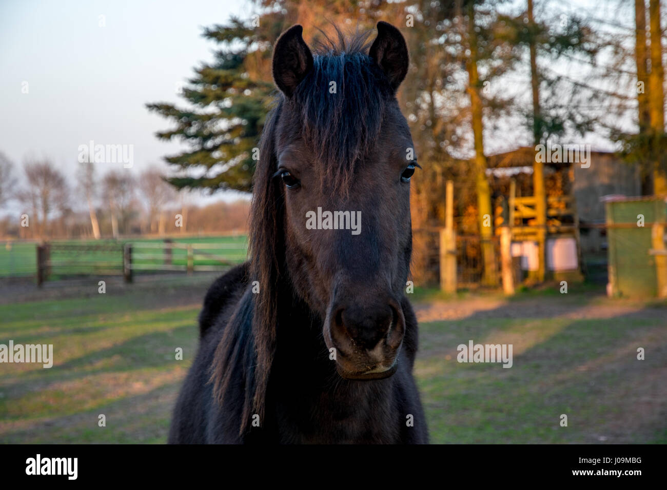 brown horse gaze with nice eyes looking deeply Stock Photo - Alamy