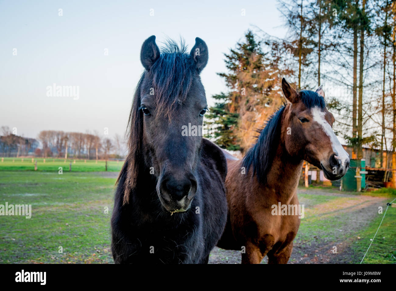 brown horse gaze with nice eyes looking deeply Stock Photo - Alamy