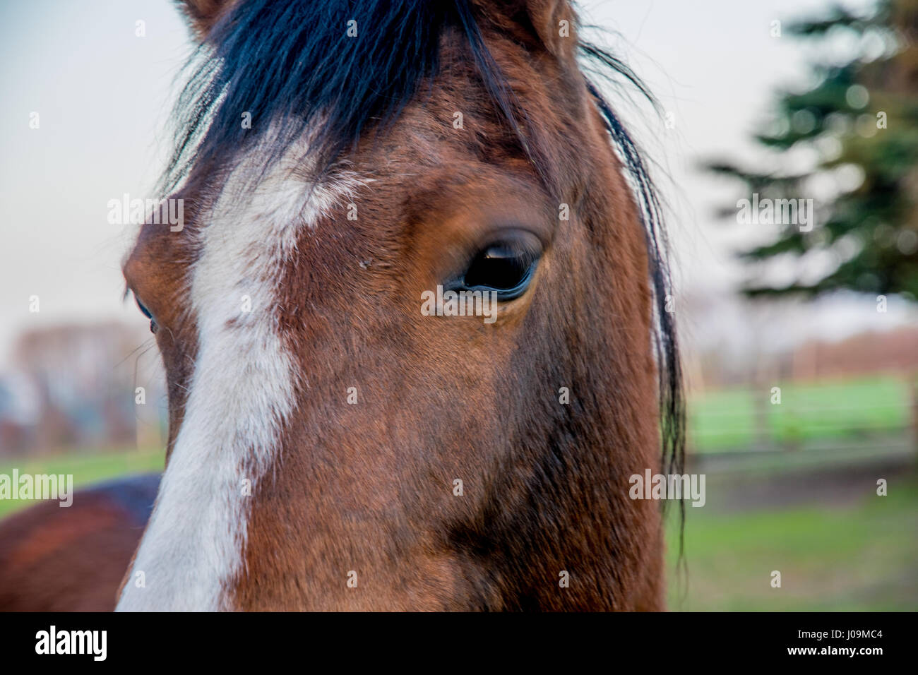 brown horse gaze with nice eyes looking deeply Stock Photo - Alamy