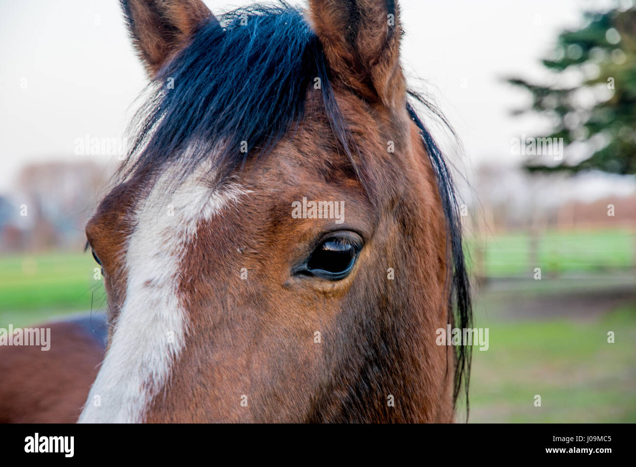 brown horse gaze with nice eyes looking deeply Stock Photo - Alamy