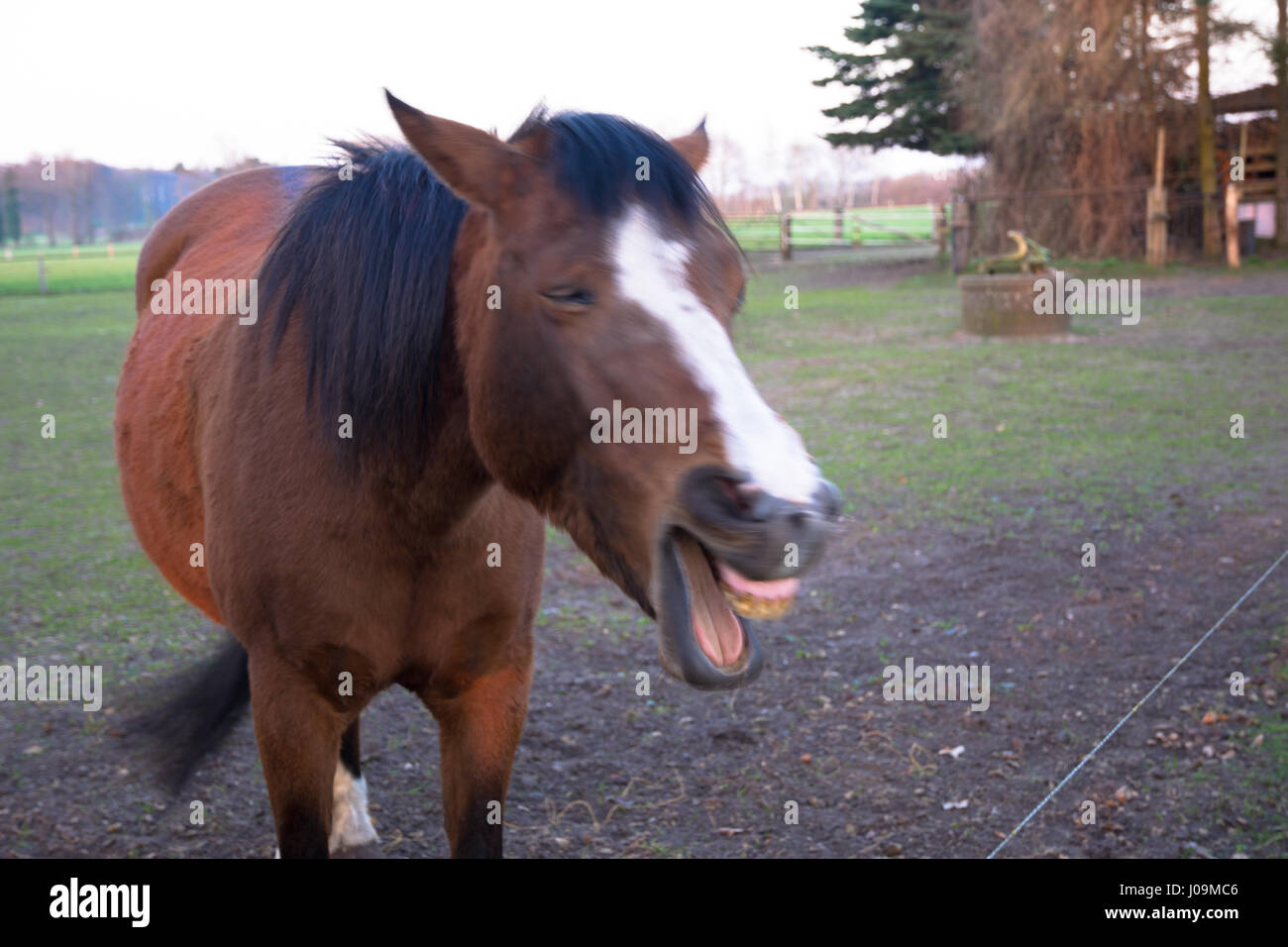 Angry horse hi-res stock photography and images - Alamy