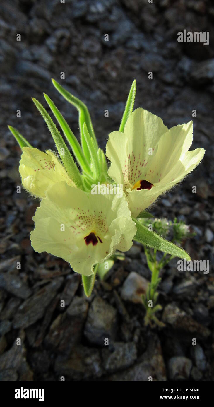 Ghostflower hi-res stock photography and images - Alamy