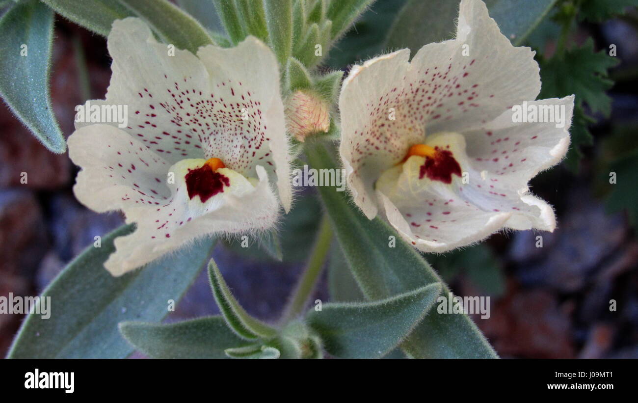 Ghost flower - Mohavea confertiflora outline sunlit in the desert of ...