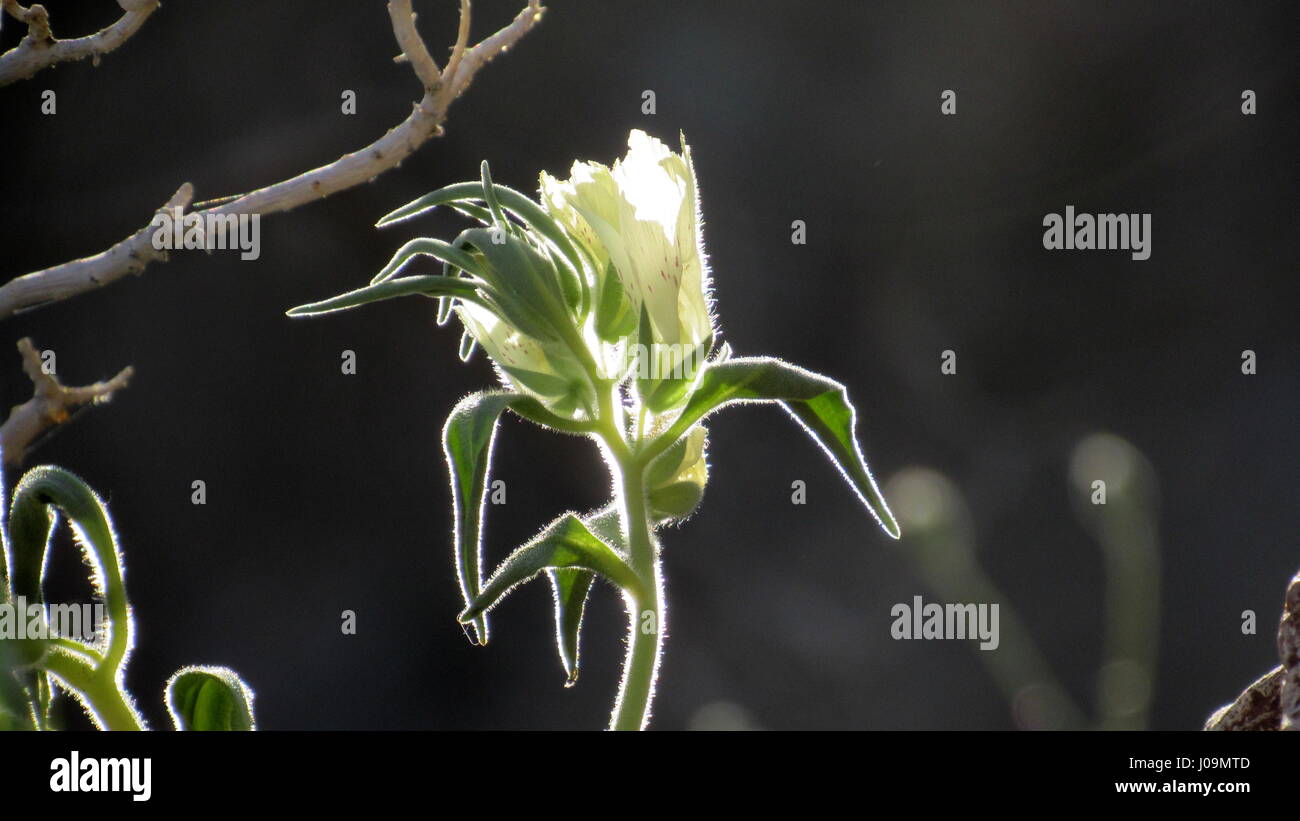 Mohavea confertiflora hi-res stock photography and images - Alamy