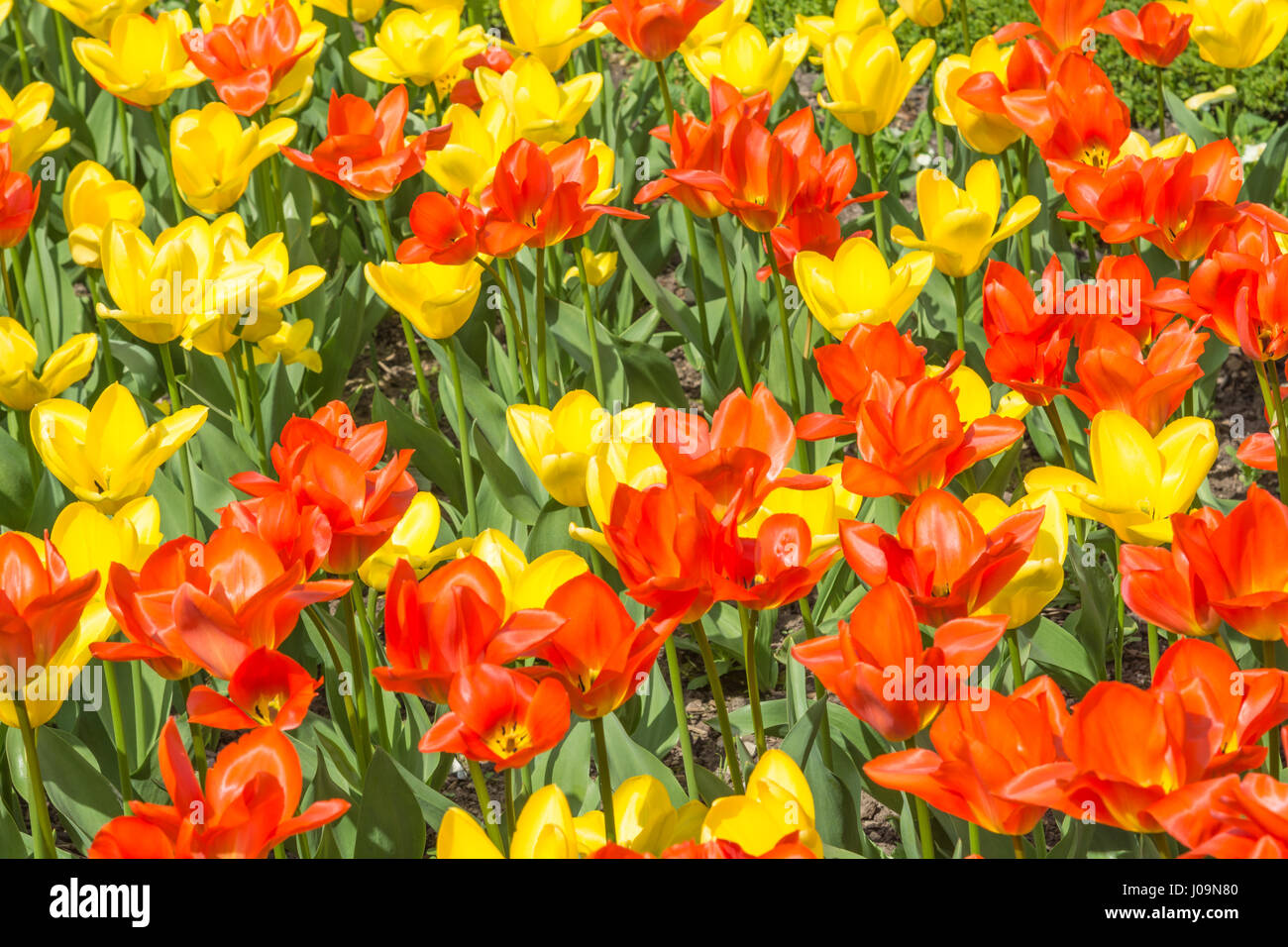 Orange and Yellow Tulips Stock Photo - Alamy