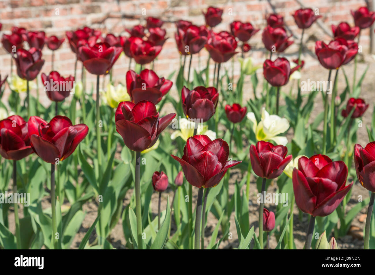 Jan reus hi-res stock photography and images - Alamy