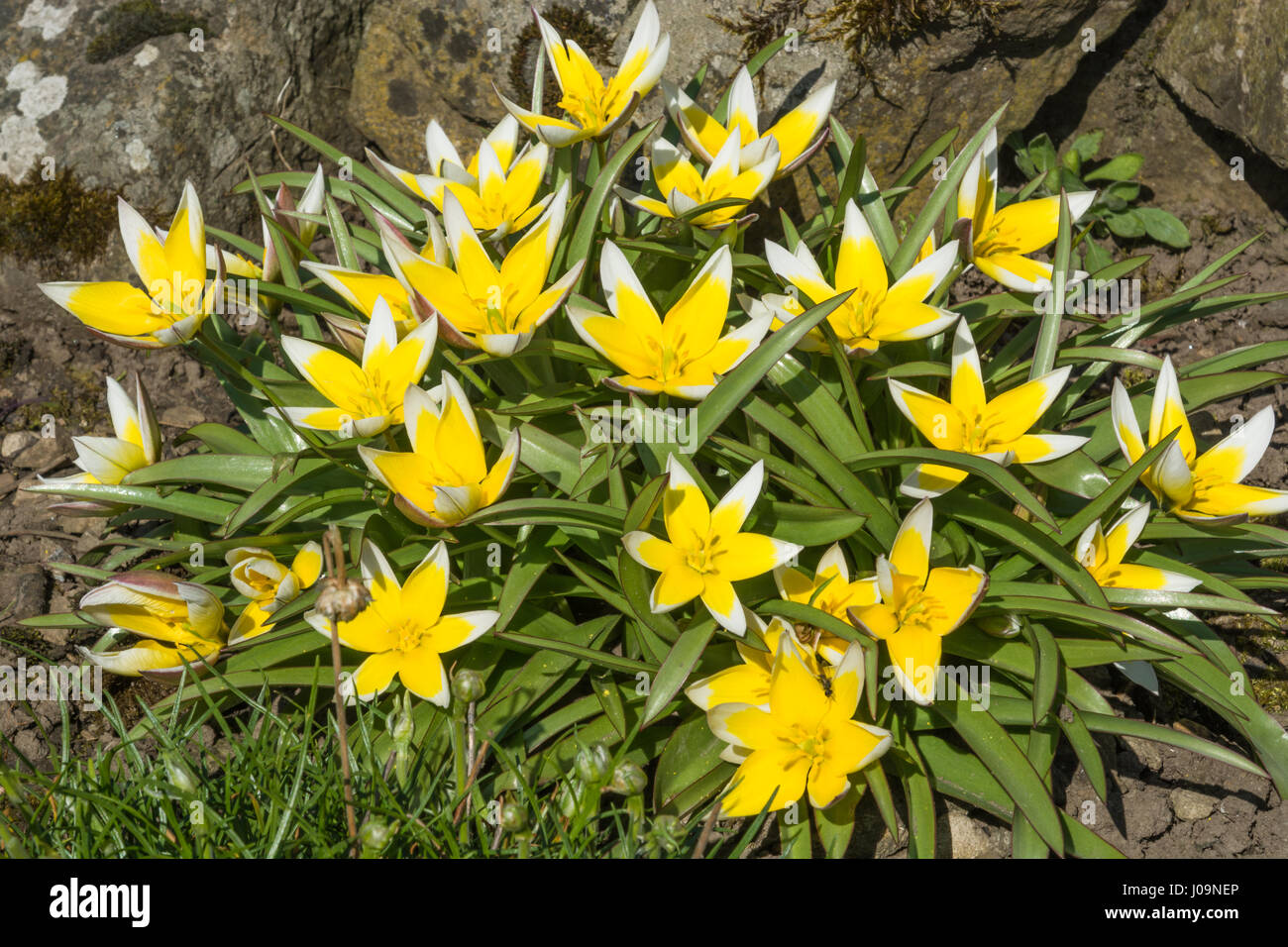 Dwarf Tulips Stock Photos & Dwarf Tulips Stock Images - Alamy