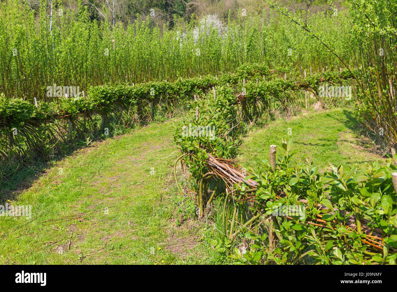 Willow maze hi-res stock photography and images - Alamy