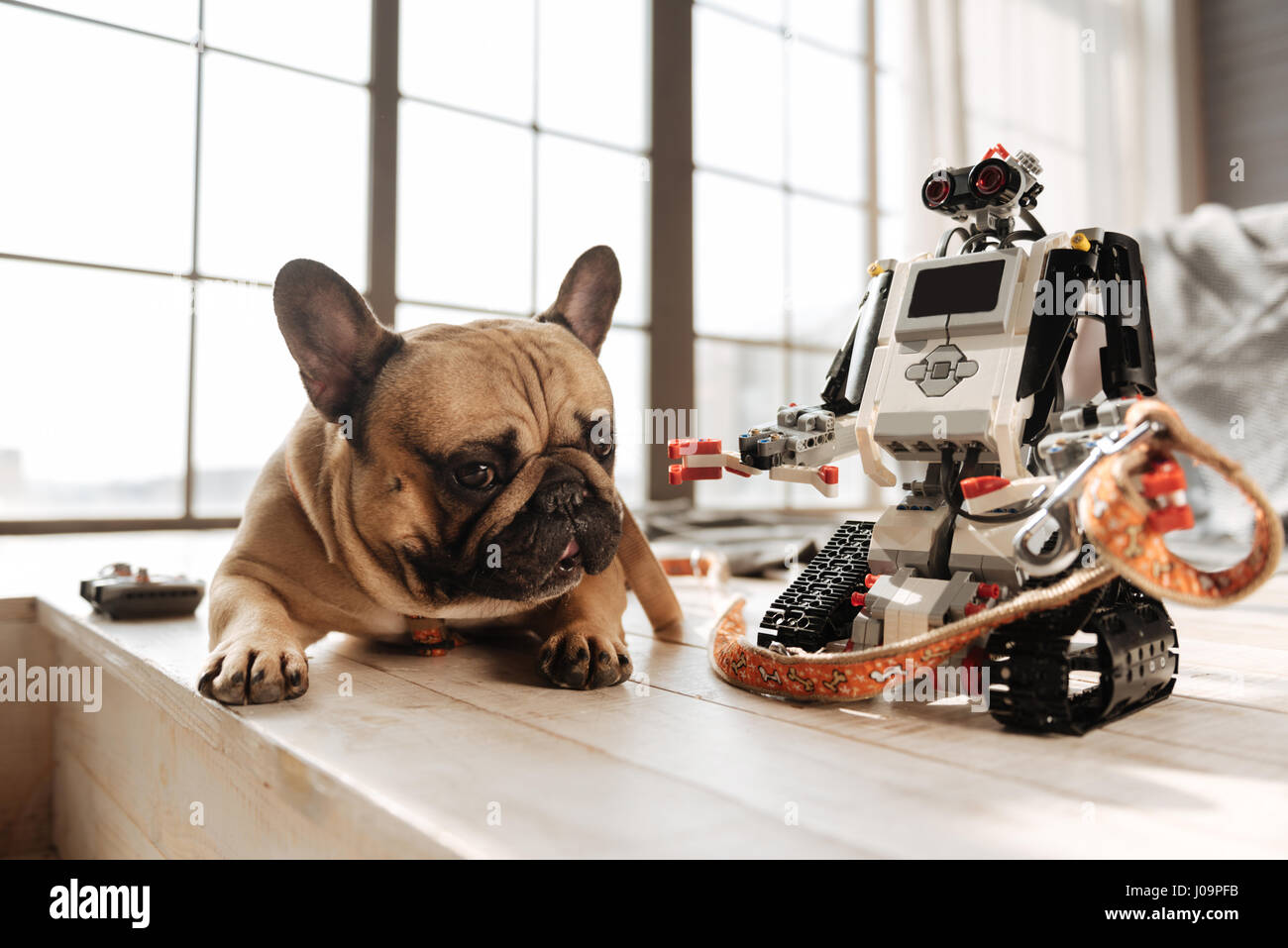 Want go for a walk. Interesting robot holding dogs lead while standing ...