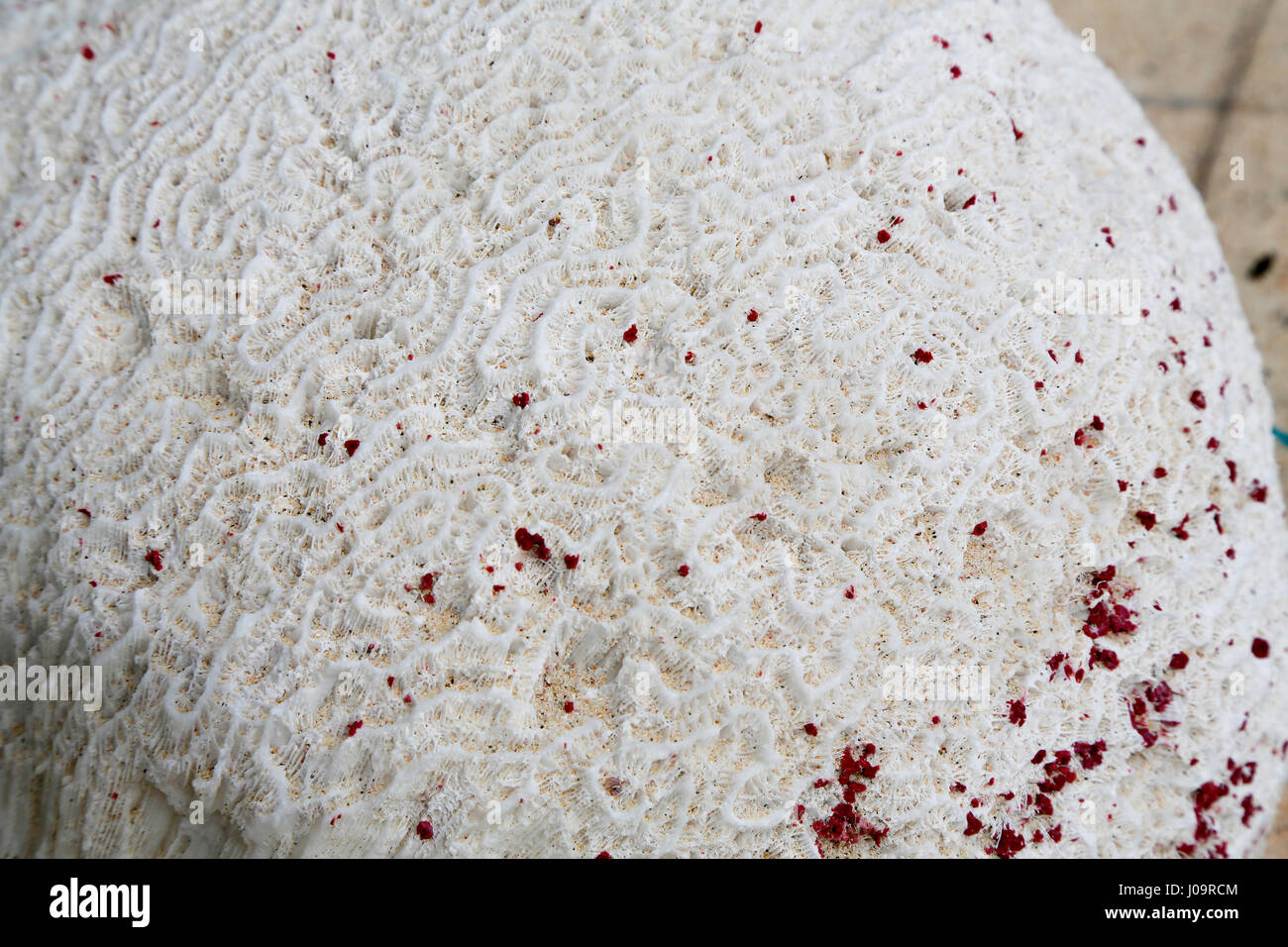 The best beaches of Aruba: Boca Prins Stock Photo - Alamy