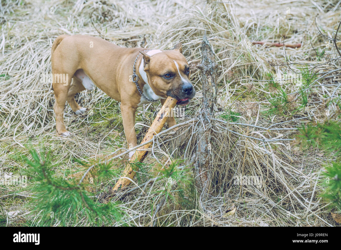 Dog play with tree Stock Photo - Alamy
