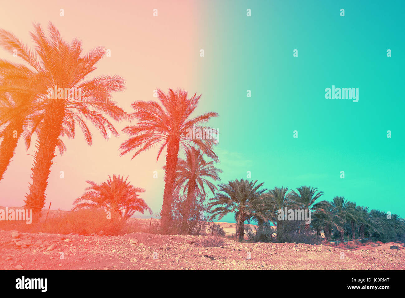 Judean date palm hi-res stock photography and images - Alamy