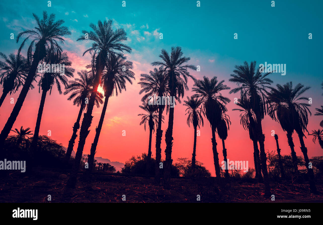 Row of tropic palm trees against sunset sky. Gradient color. Silhouette ...