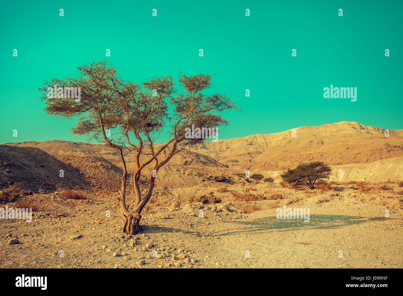 Israel landscape desert tree hi-res stock photography and images - Alamy