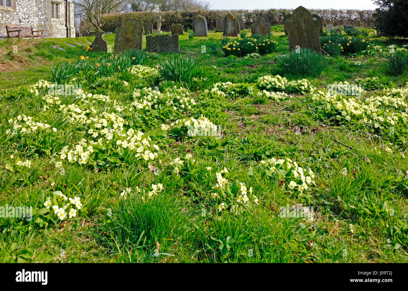 Ss Primrose High Resolution Stock Photography and Images - Alamy