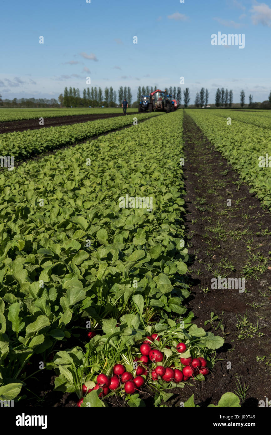 A general view of the new season Radish Crop at Feltwell Growers Farm ...