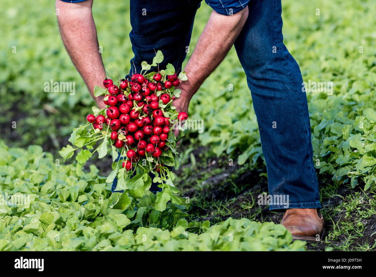 A general view of the new season Radish Crop at Feltwell Growers Farm ...