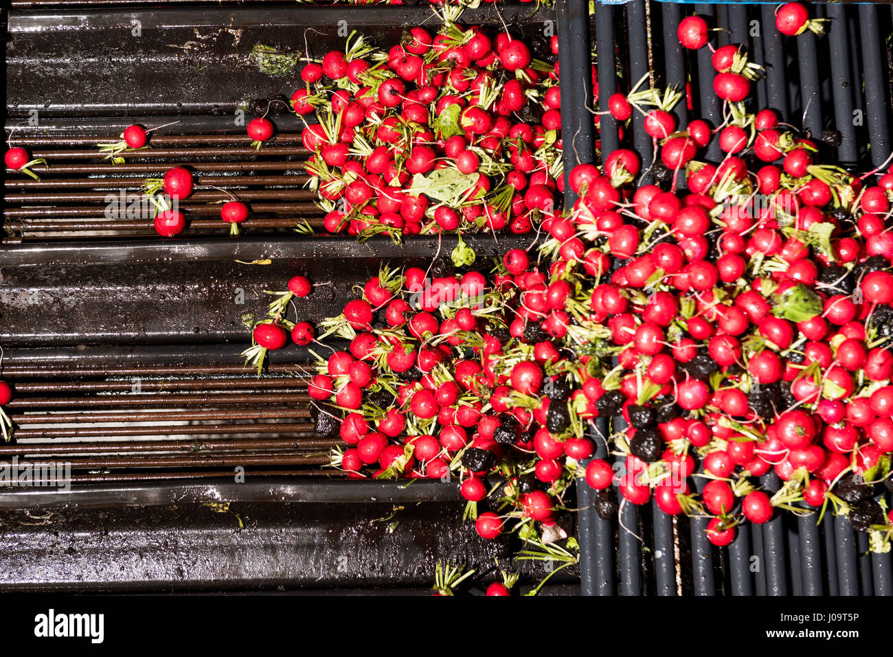 A general view of the new season Radish Crop at Feltwell Growers Farm ...