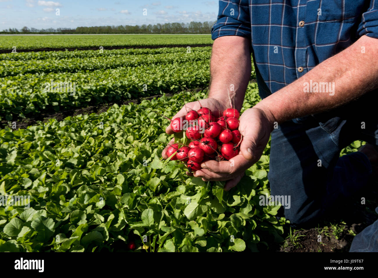 A general view of the new season Radish Crop at Feltwell Growers Farm ...
