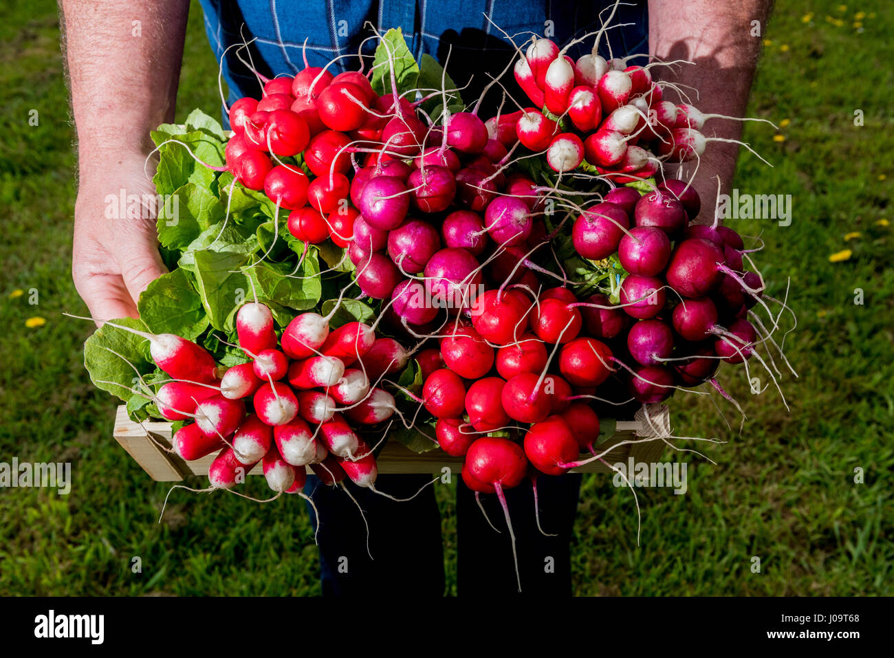 A general view of the new season Radish Crop at Feltwell Growers Farm ...