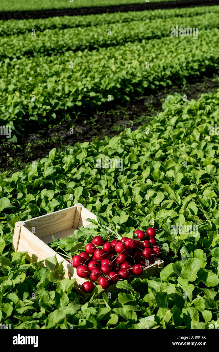 A general view of the new season Radish Crop at Feltwell Growers Farm ...