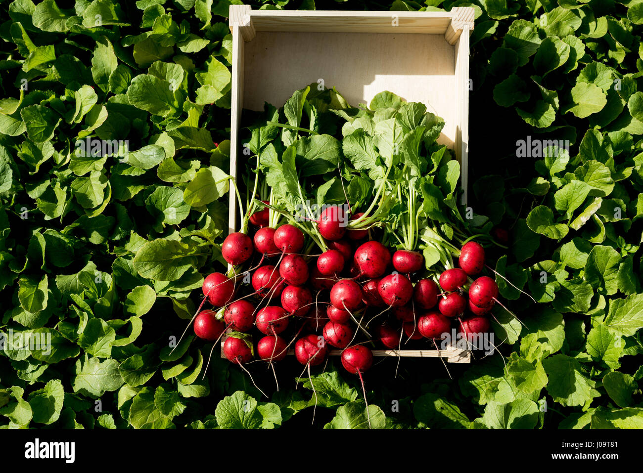 A general view of the new season Radish Crop at Feltwell Growers Farm ...