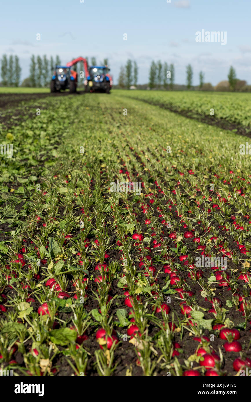 A general view of the new season Radish Crop at Feltwell Growers Farm ...