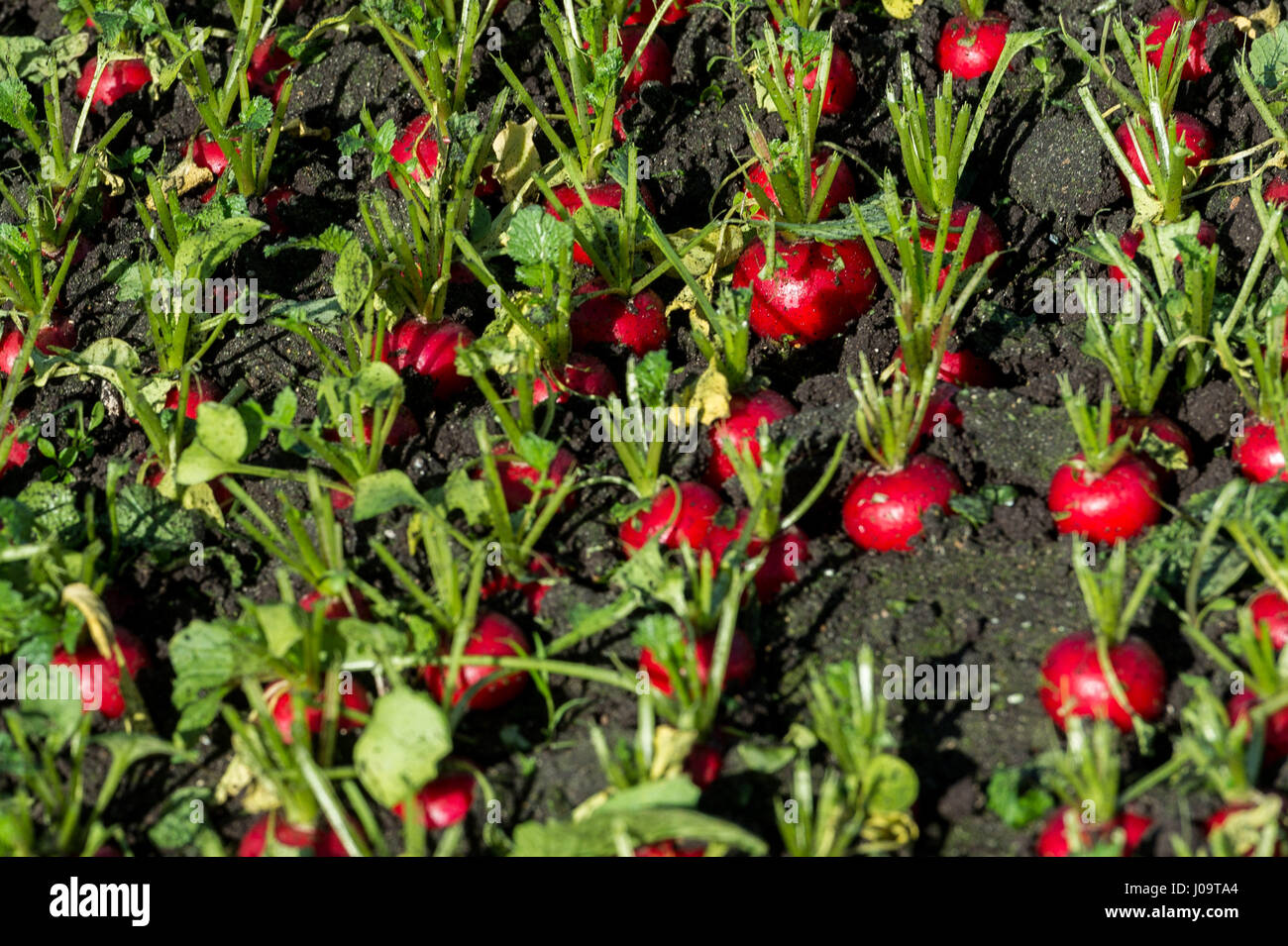 A general view of the new season Radish Crop at Feltwell Growers Farm ...