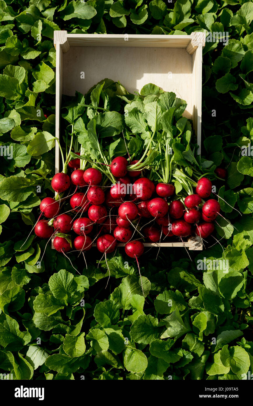 A general view of the new season Radish Crop at Feltwell Growers Farm ...