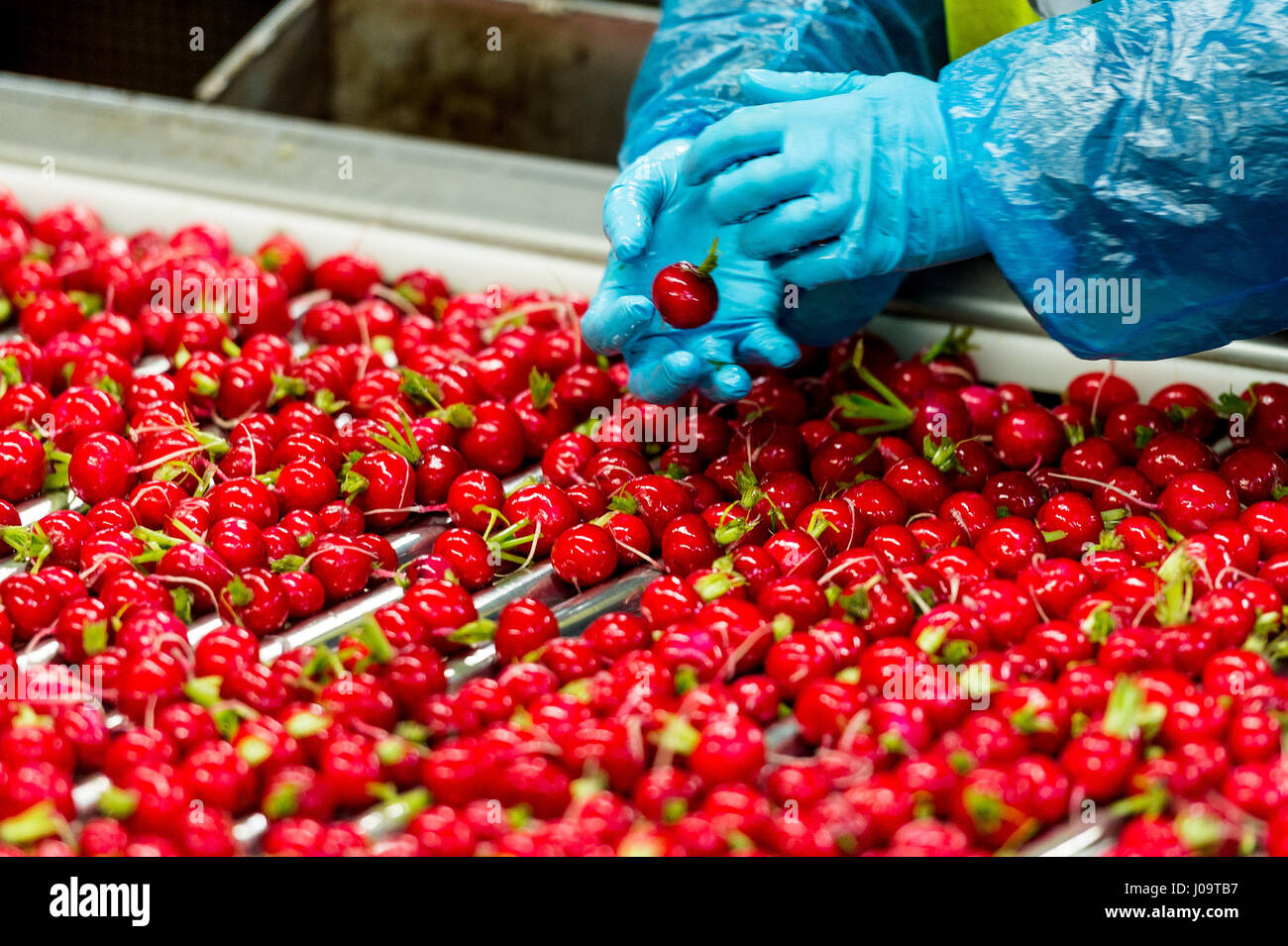 A general view of the new season Radish Crop at Feltwell Growers Farm ...