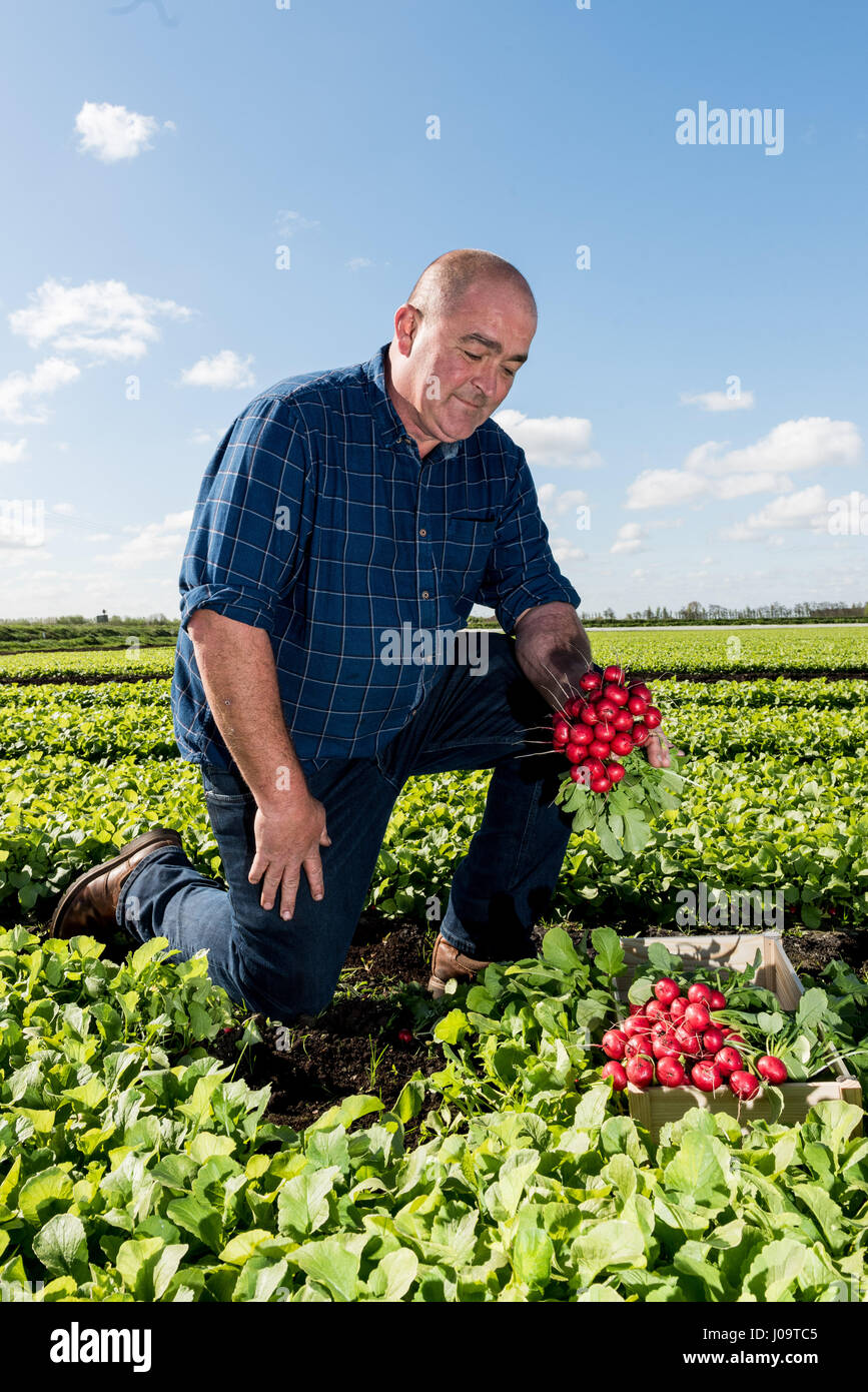 A general view of the new season Radish Crop at Feltwell Growers Farm ...