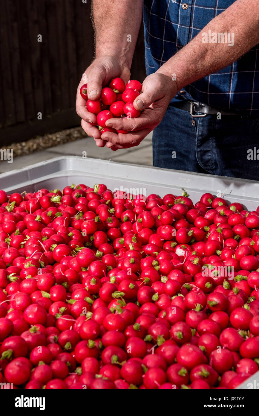 A general view of the new season Radish Crop at Feltwell Growers Farm ...