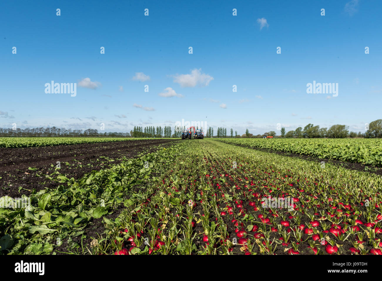A general view of the new season Radish Crop at Feltwell Growers Farm ...