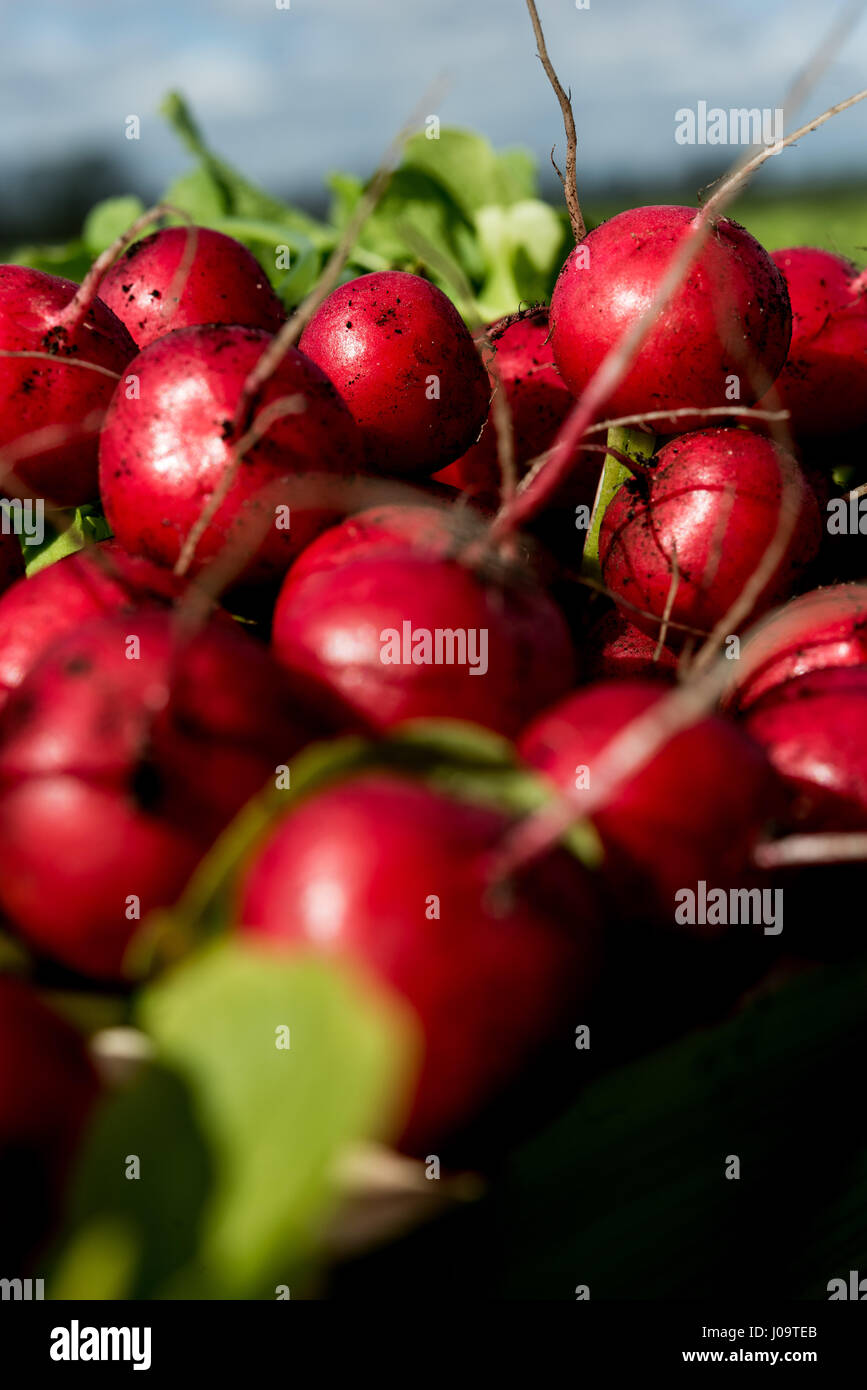 A general view of the new season Radish Crop at Feltwell Growers Farm ...