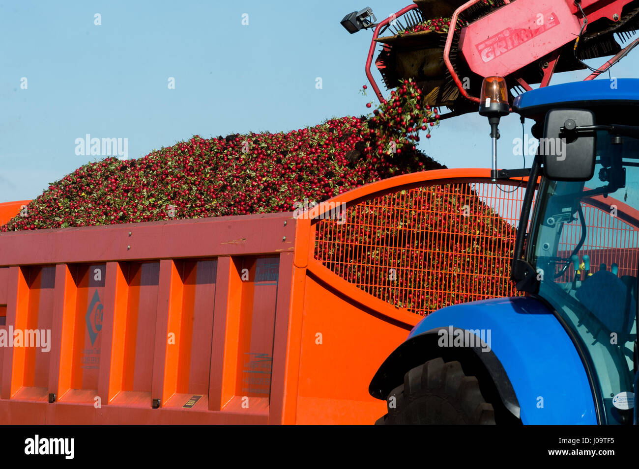 A general view of the new season Radish Crop at Feltwell Growers Farm ...