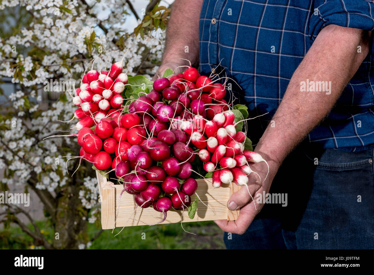 A general view of the new season Radish Crop at Feltwell Growers Farm ...