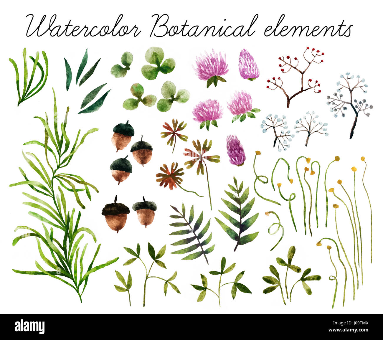 Big set of watercolor botanical elements. Beautiful botanical elements ...