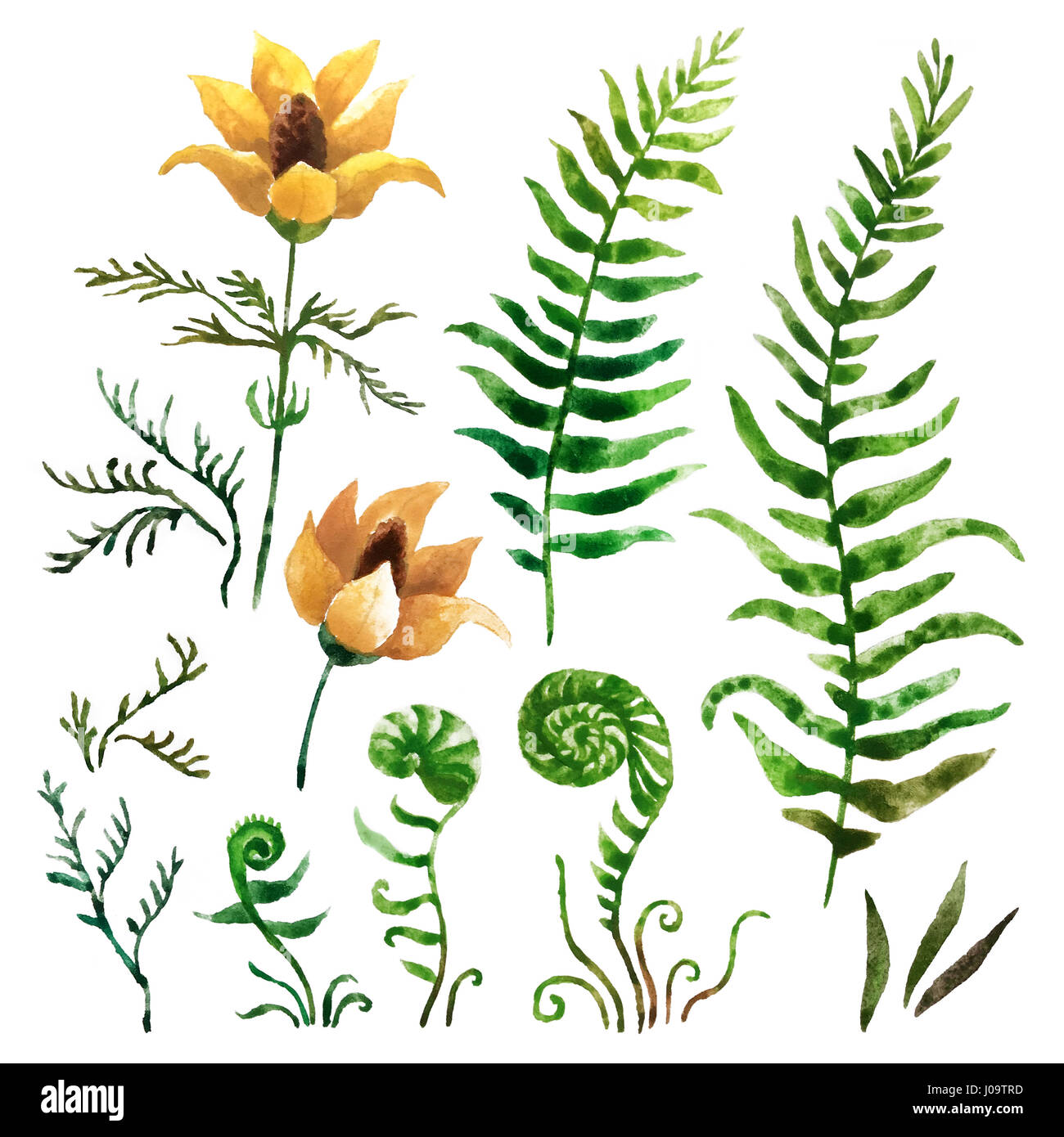 Big set of watercolor botanical elements. Beautiful botanical elements ...