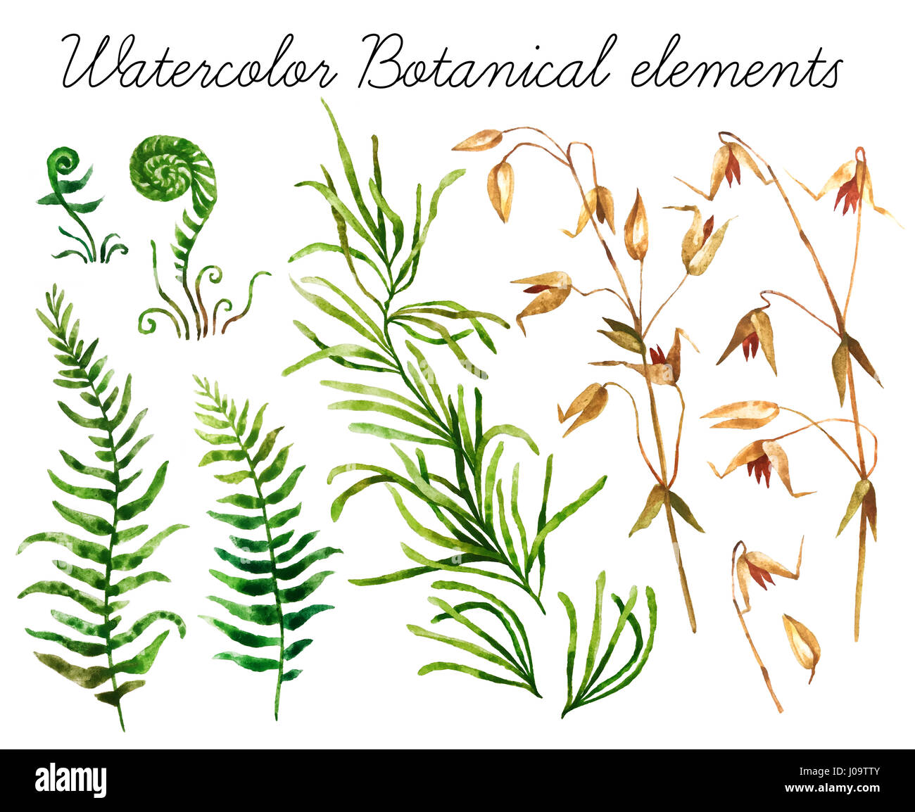 Big set of watercolor botanical elements. Beautiful botanical elements ...