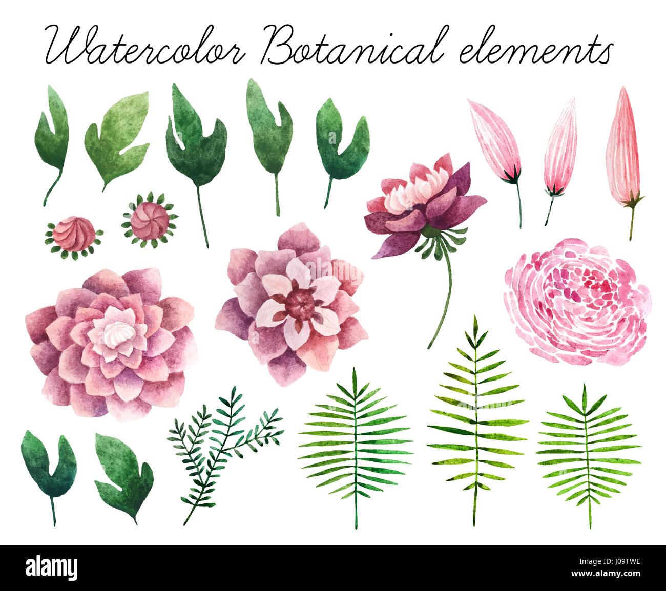 Big set of watercolor botanical elements. Beautiful botanical elements ...