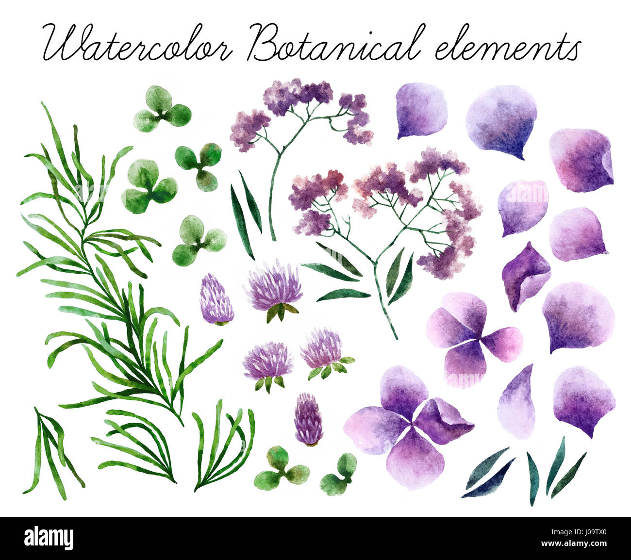 Big set of watercolor botanical elements. Beautiful botanical elements ...