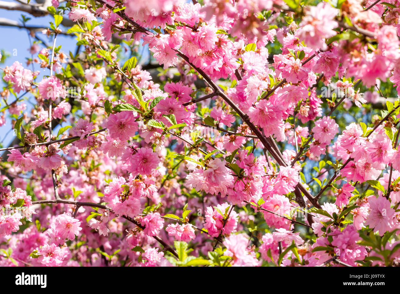 flower of the Japanese cherry sakura blossoms Stock Photo - Alamy
