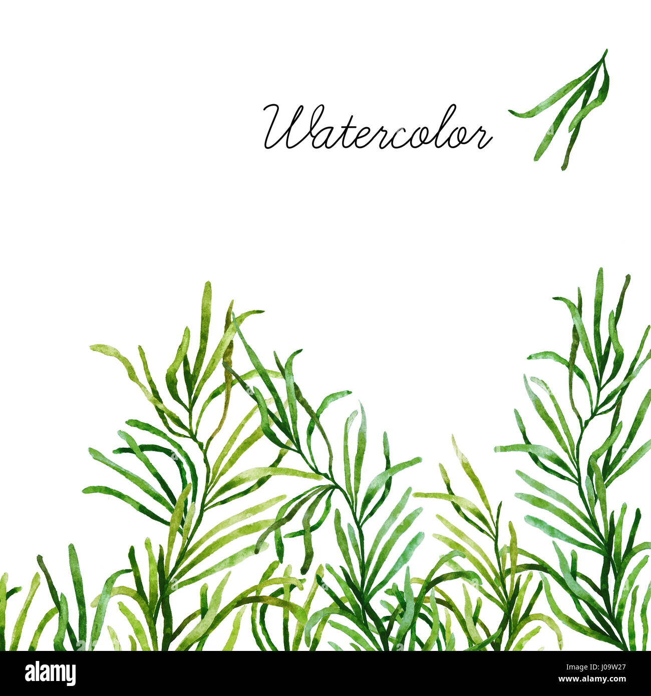 Big set of watercolor botanical elements. Beautiful botanical elements ...