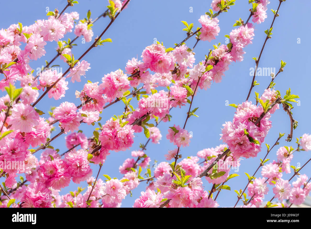Branch of the Japanese cherry sakura blossoms Stock Photo - Alamy