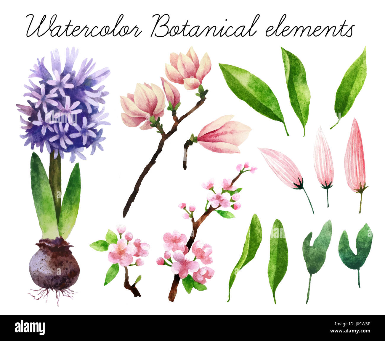 Big set of watercolor botanical elements. Beautiful botanical elements ...